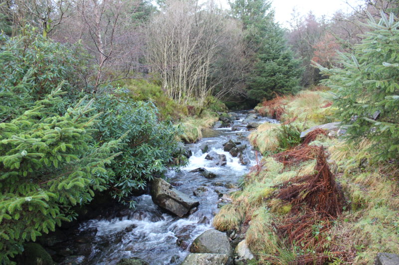 Beddgelert Forest - The Woollen Mill