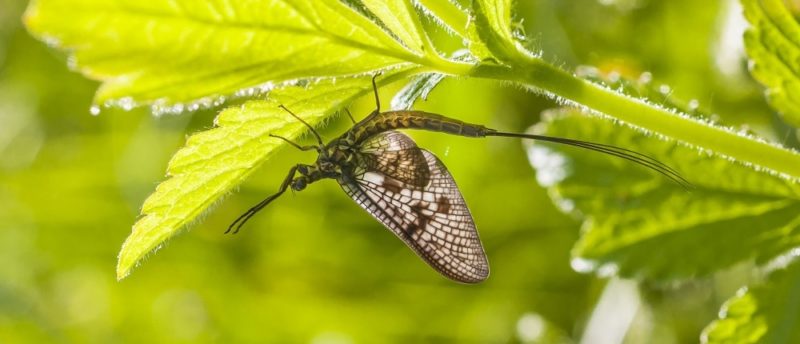 Insects - The Woollen Mill