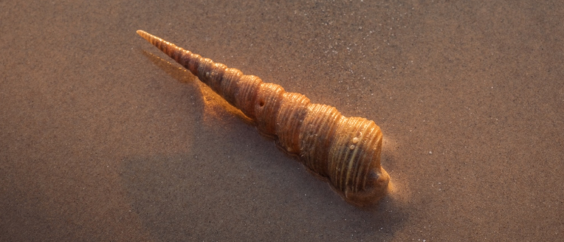 Seashells - The Woollen Mill