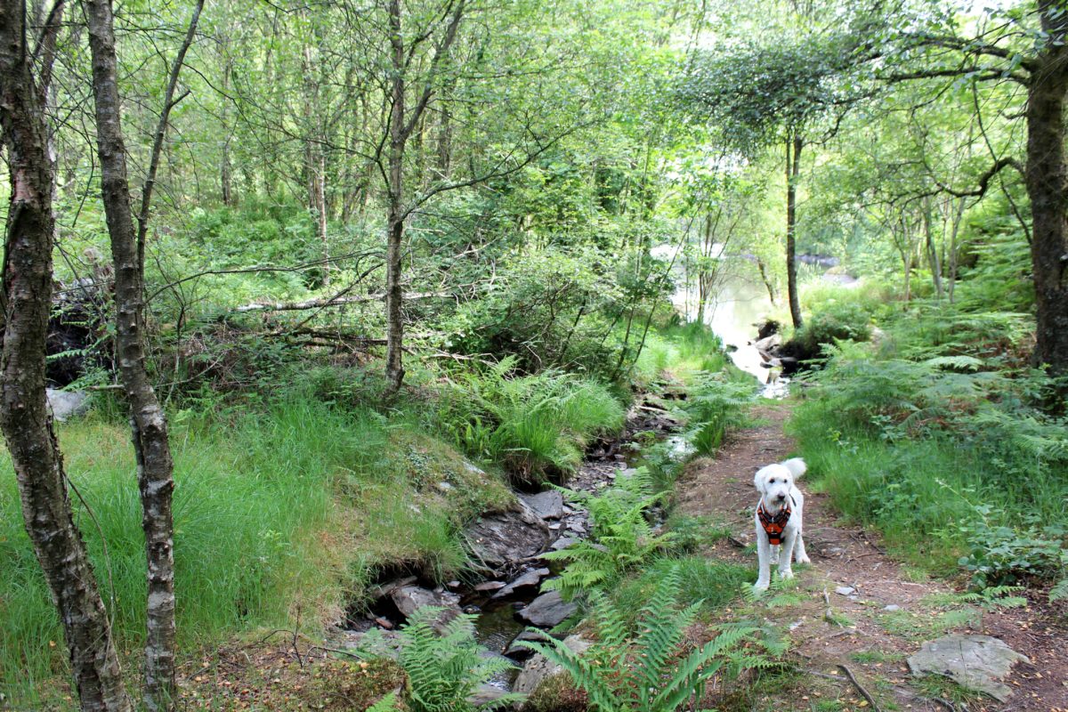 Llyn Elsi - The Woollen Mill